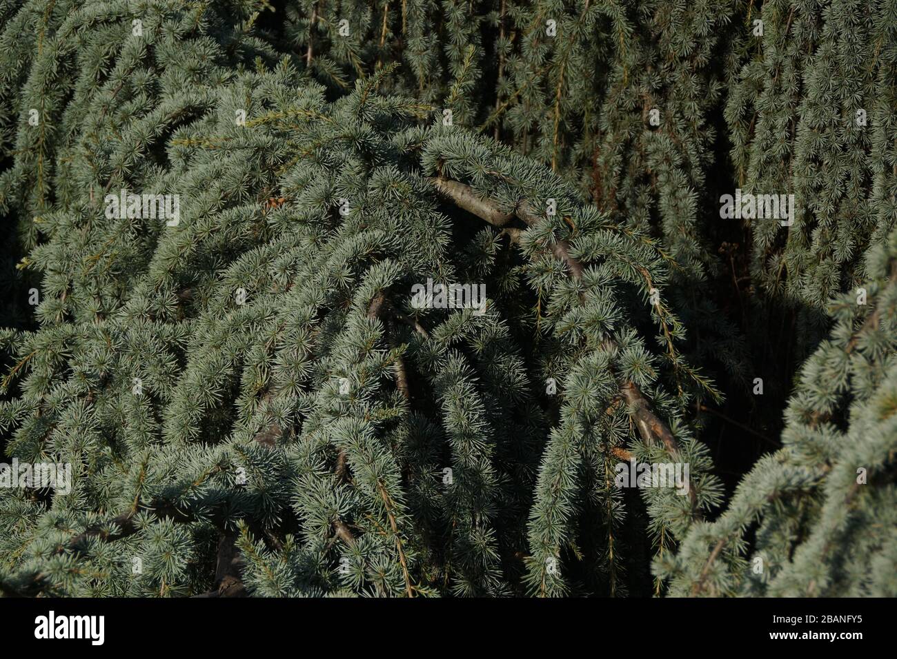 Silvertip fir hi-res stock photography and images - Alamy