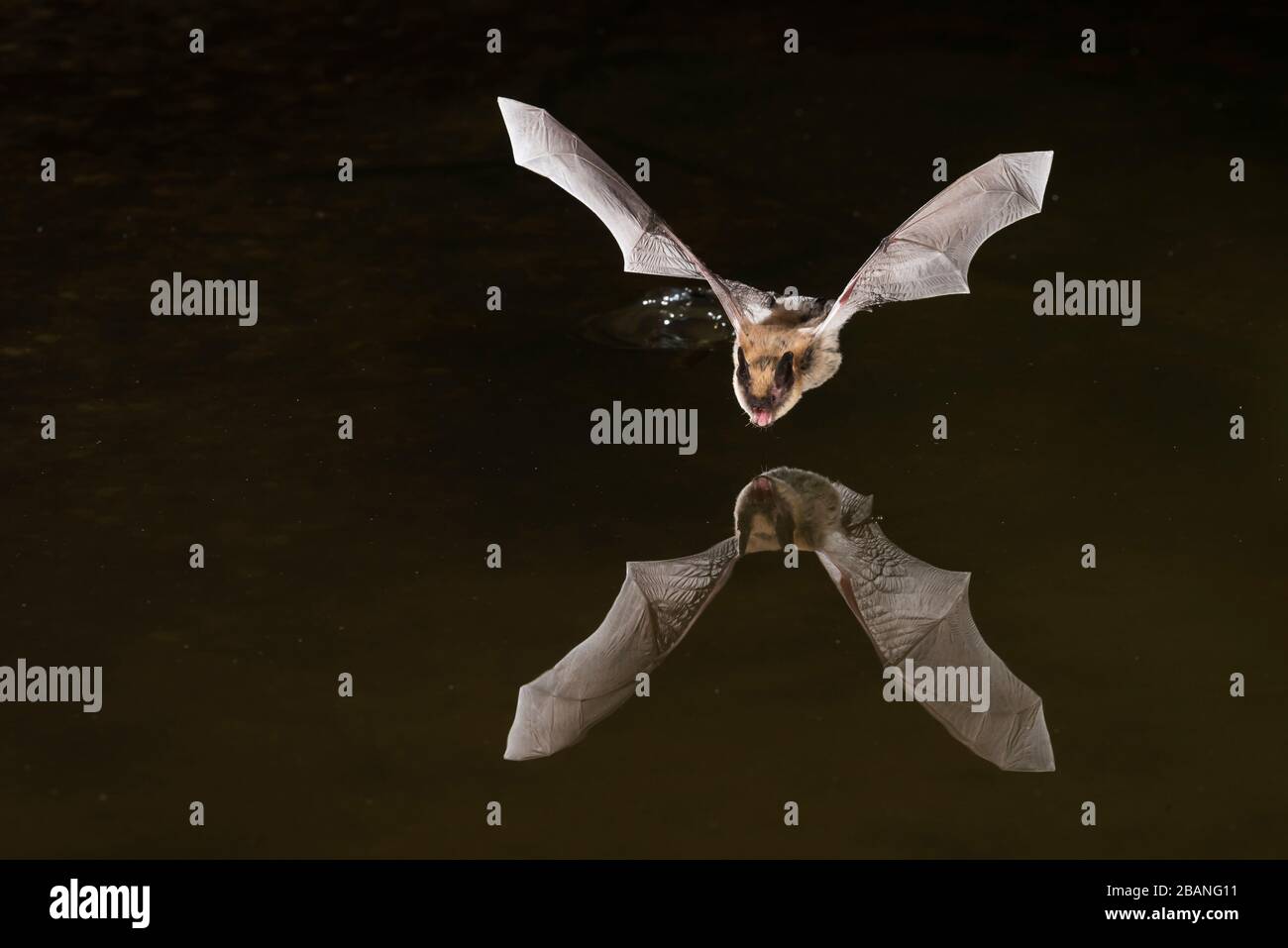 Pallid bat (Antrozous pallidus), June, Amado, Arizona, USA, by ...