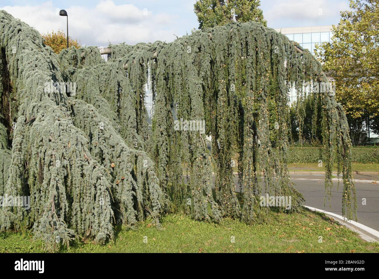A person standing next to a tree Stock Photo - Alamy