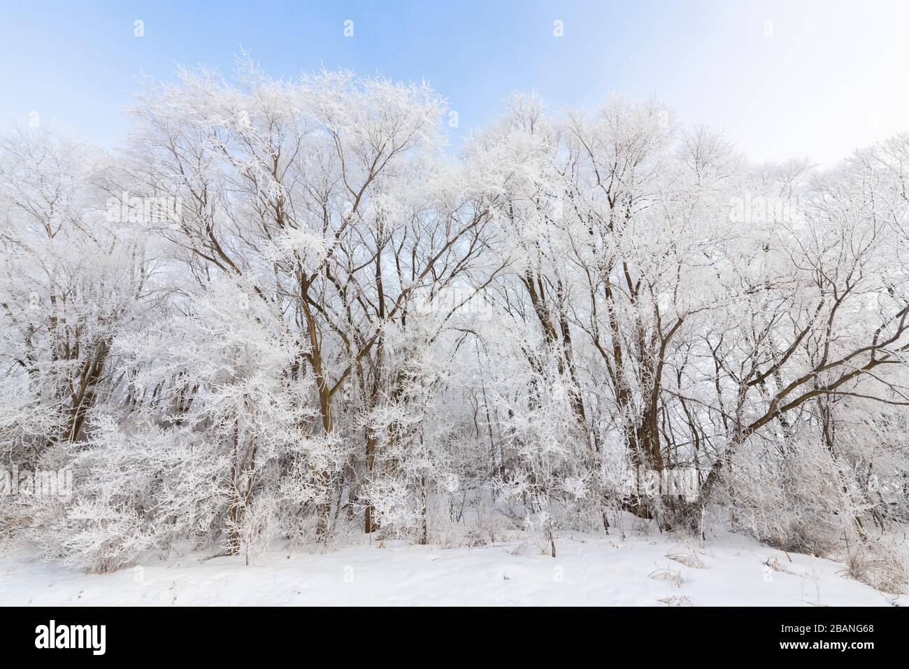 Thick hoarfrost (a.k.a. rime frost) coating tree branches. Whitetail ...