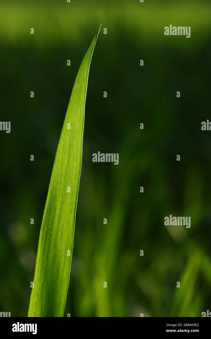 Green spring grass stem on blured background vertical Stock Photo - Alamy