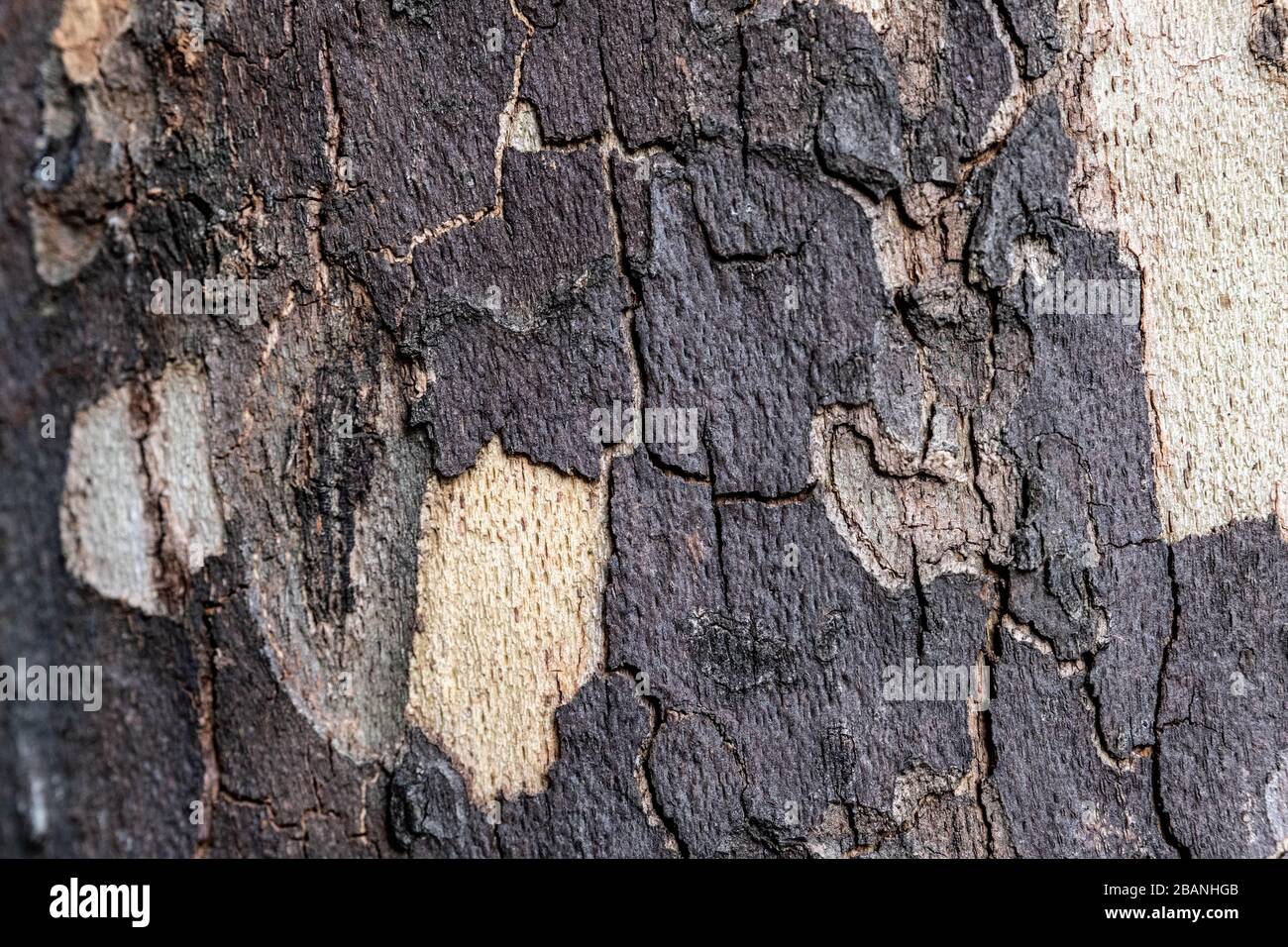Wood texture in Georgia Stock Photo - Alamy