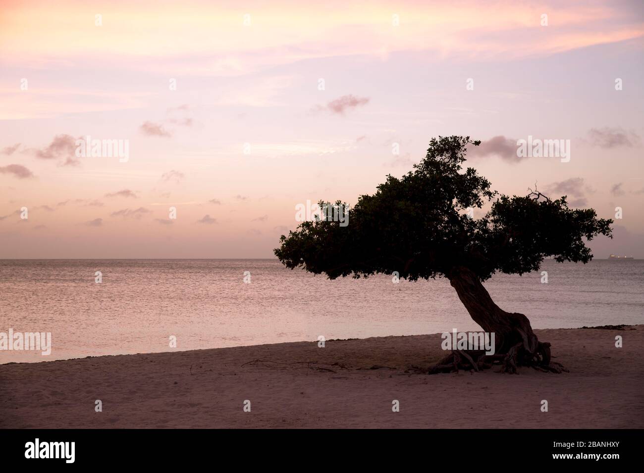 Divi Divi Tree on Eagle Beach in Aruba Stock Photo - Alamy