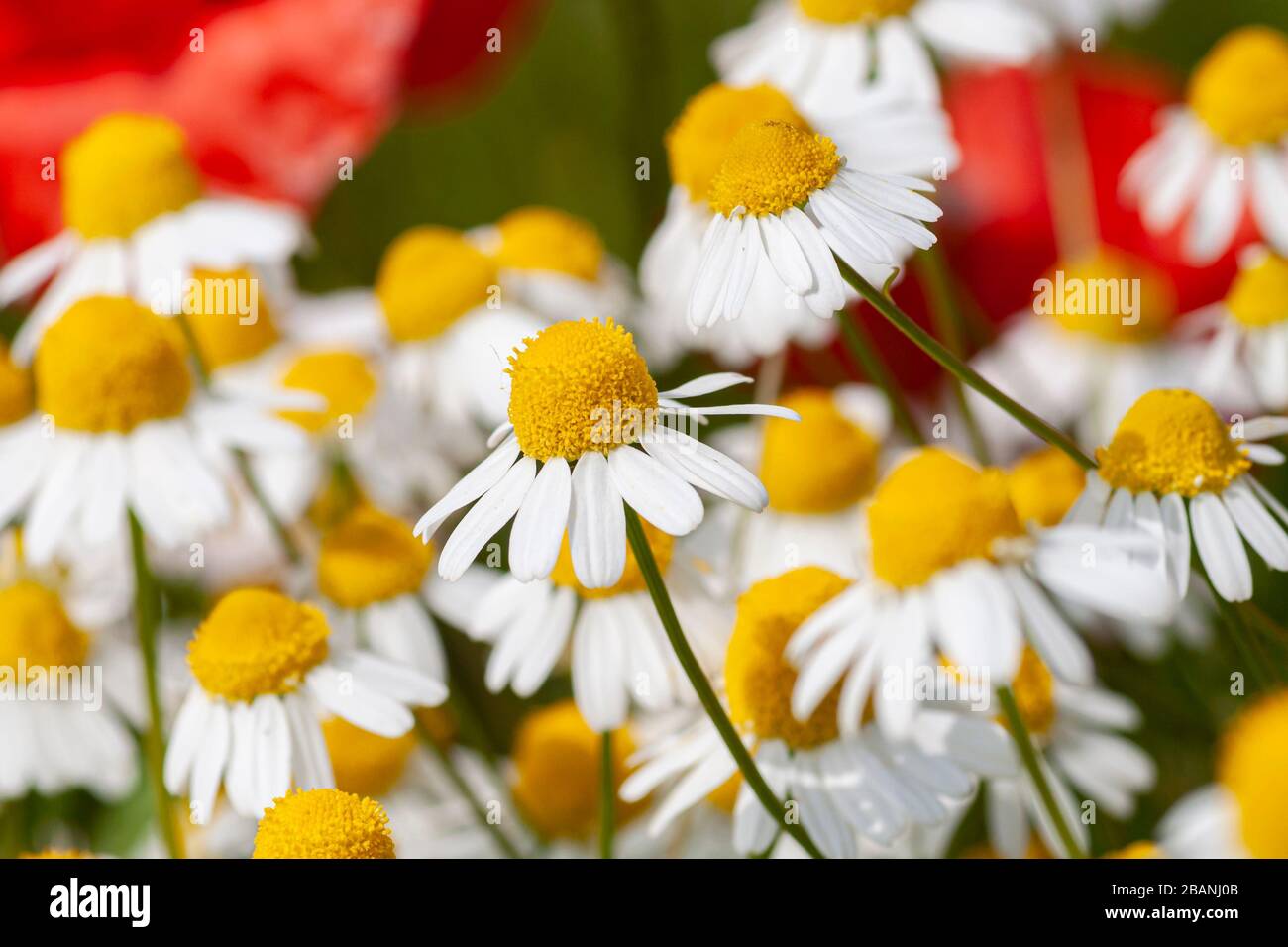 Daisy flower field close-up Stock Photo - Alamy