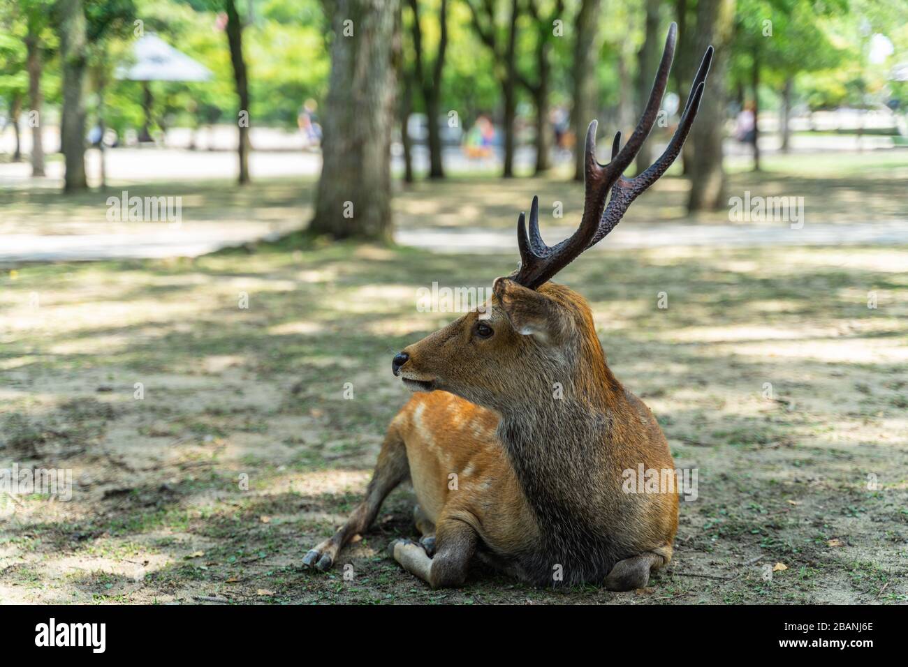 A male deer sitting at Nara Park, Japan. Sika deer are the symbol of ...