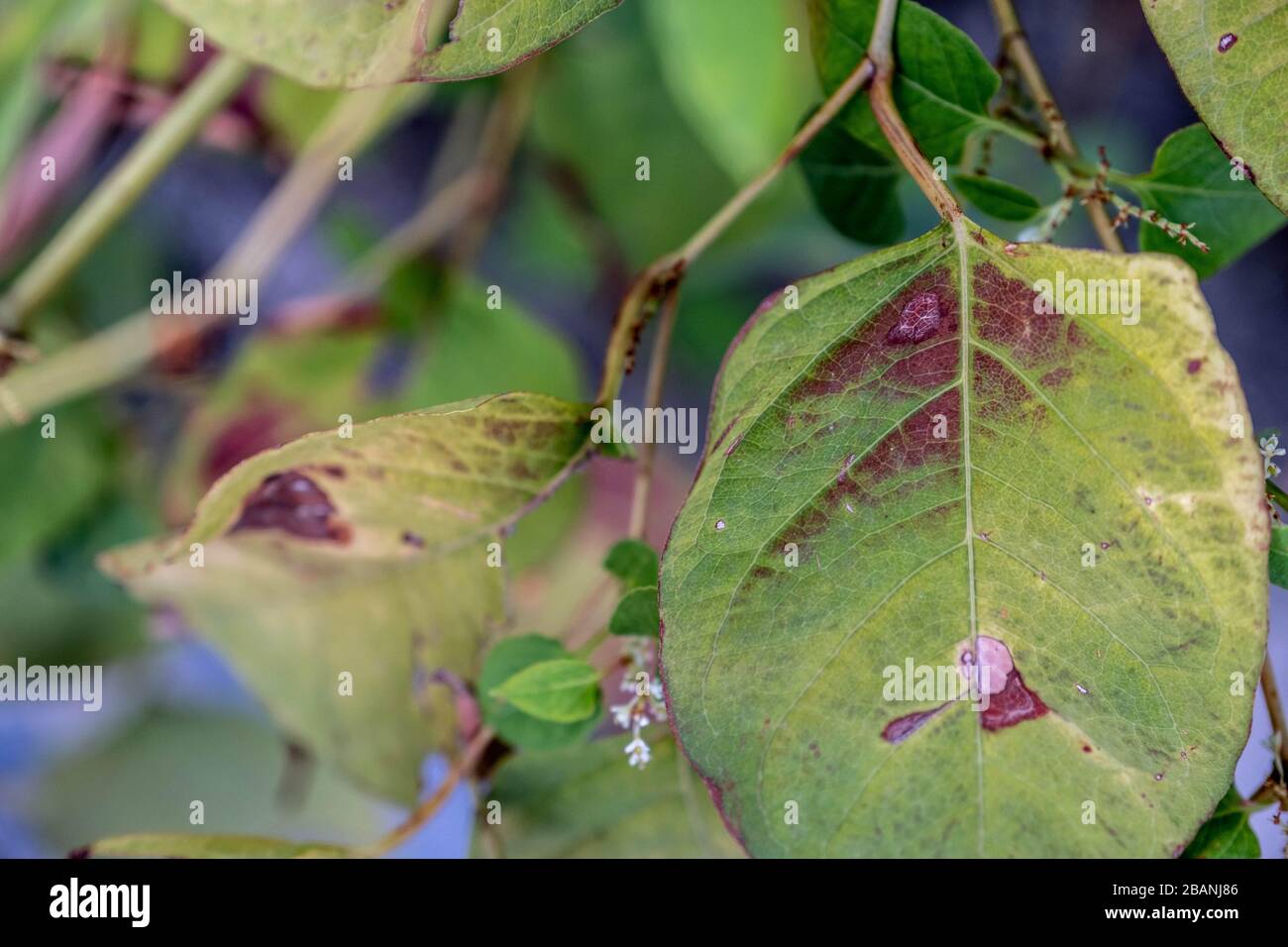 Autumn leaf texture in Georgia Stock Photo - Alamy