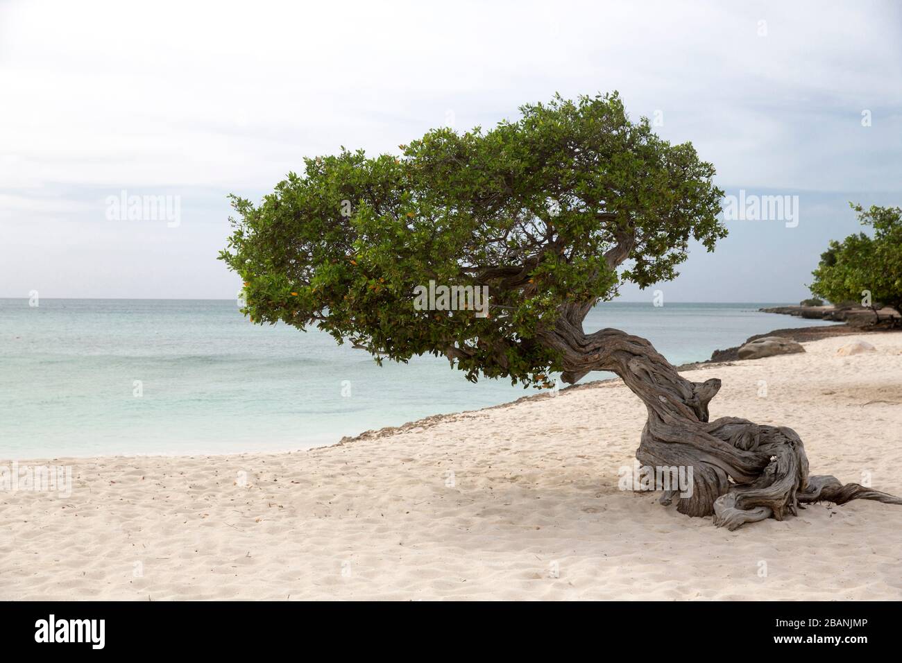 Divi Divi Tree on Eagle Beach in Aruba Stock Photo - Alamy