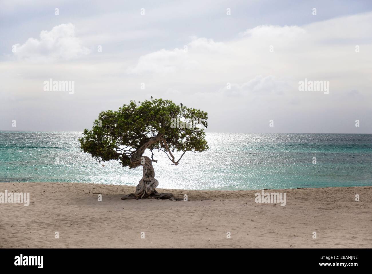 Divi Divi Tree on Eagle Beach in Aruba Stock Photo - Alamy