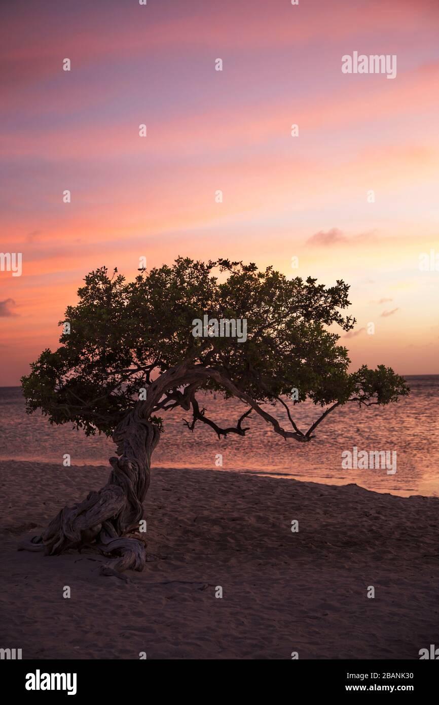 Divi divi tree sunset eagle beach hi-res stock photography and images ...