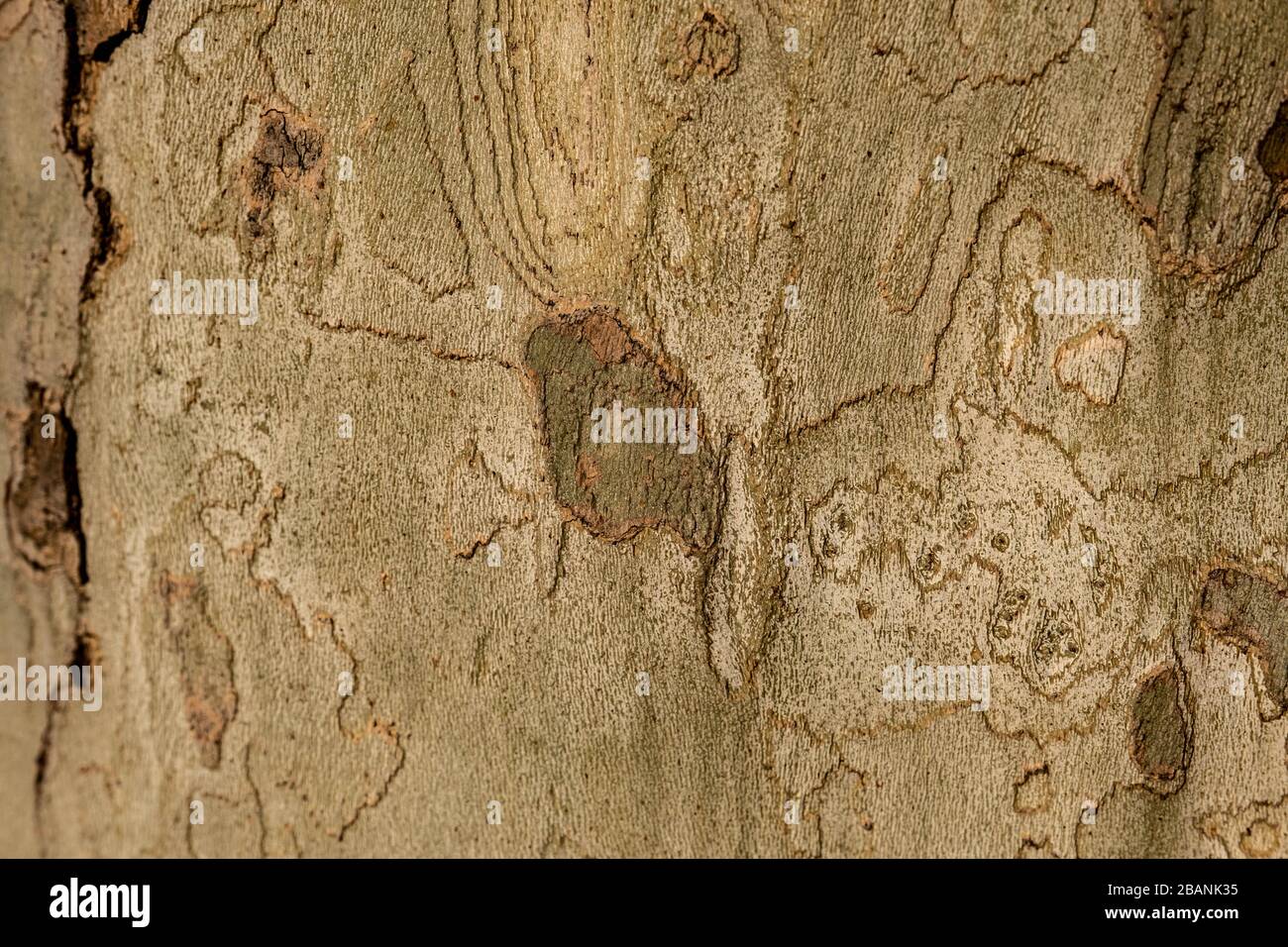 Wood texture in Georgia Stock Photo - Alamy