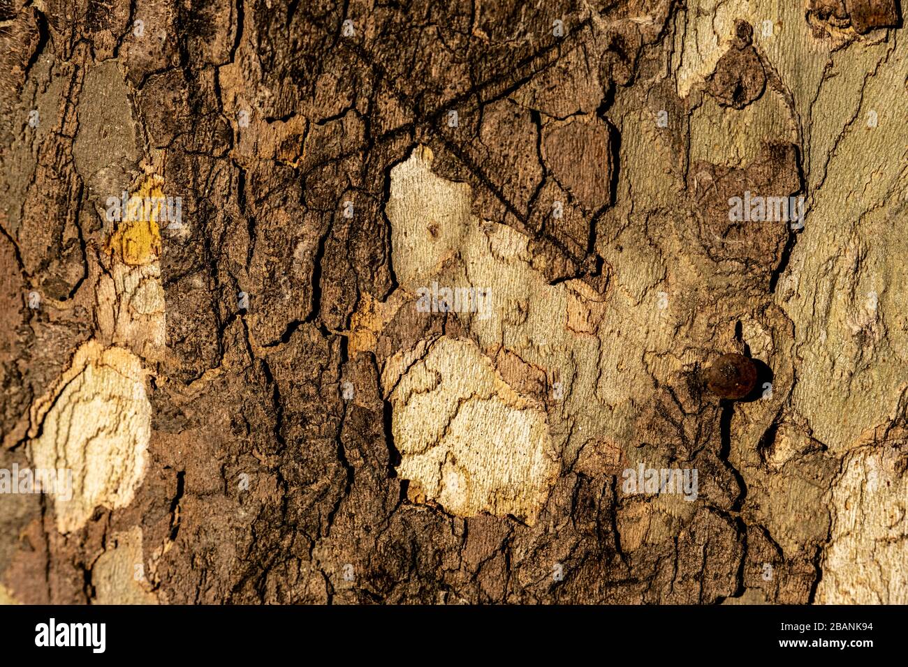 Wood texture in Georgia Stock Photo - Alamy