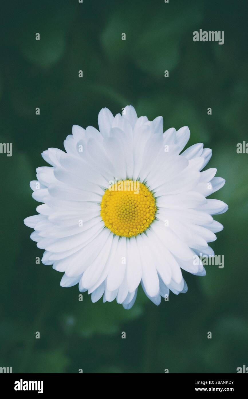 Chamomile single flower summer garden outdoor vertical background Stock ...