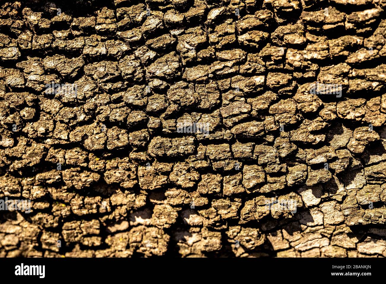 Wood texture in Georgia Stock Photo - Alamy