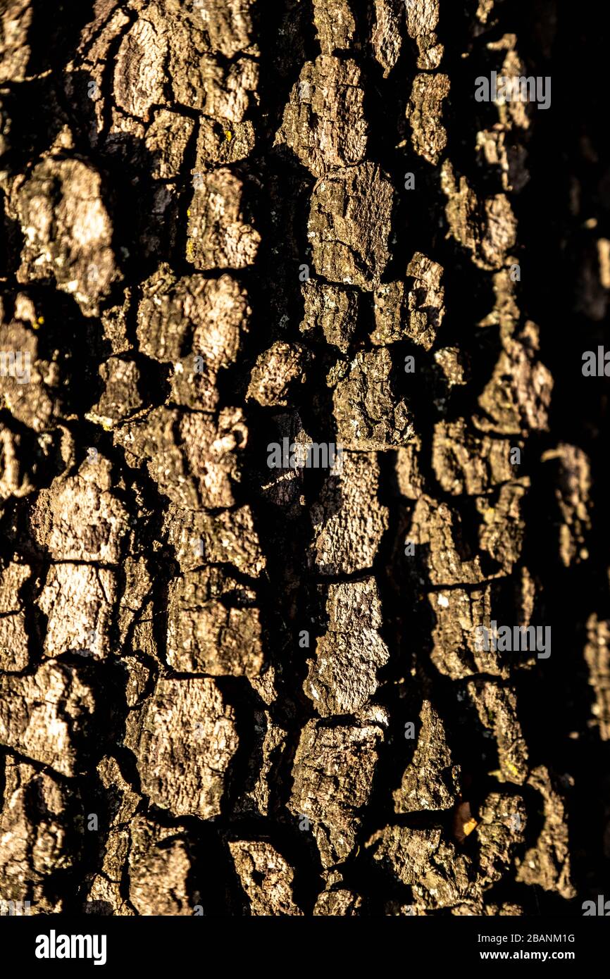 Wood texture in Georgia Stock Photo - Alamy