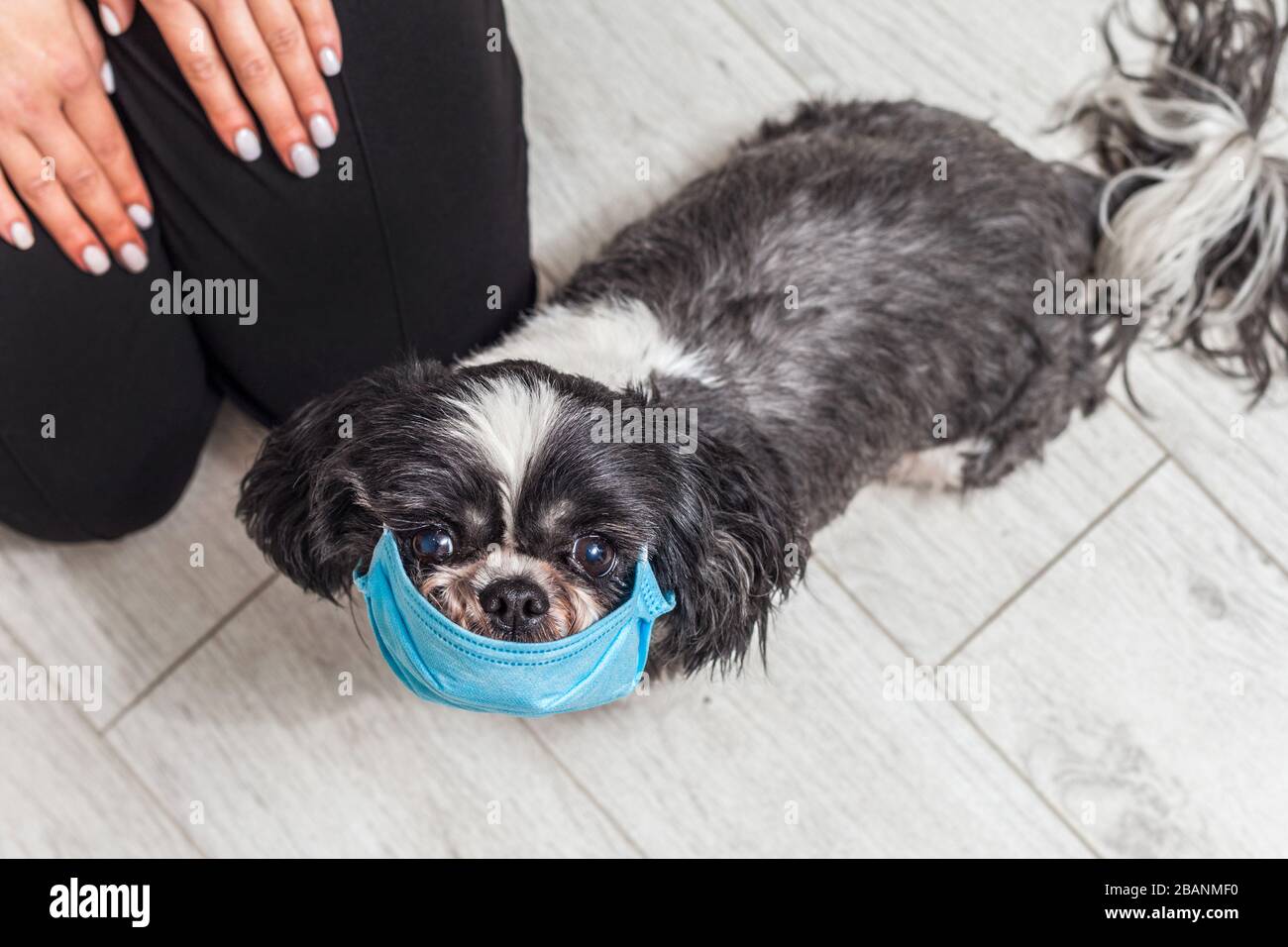 Dog in a medical mask on the face. Coronavirus concept. Protecting ...