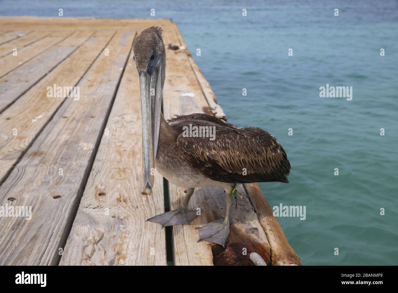 Pelican injured with a fishing hook resting on the pier in Aruba Stock ...