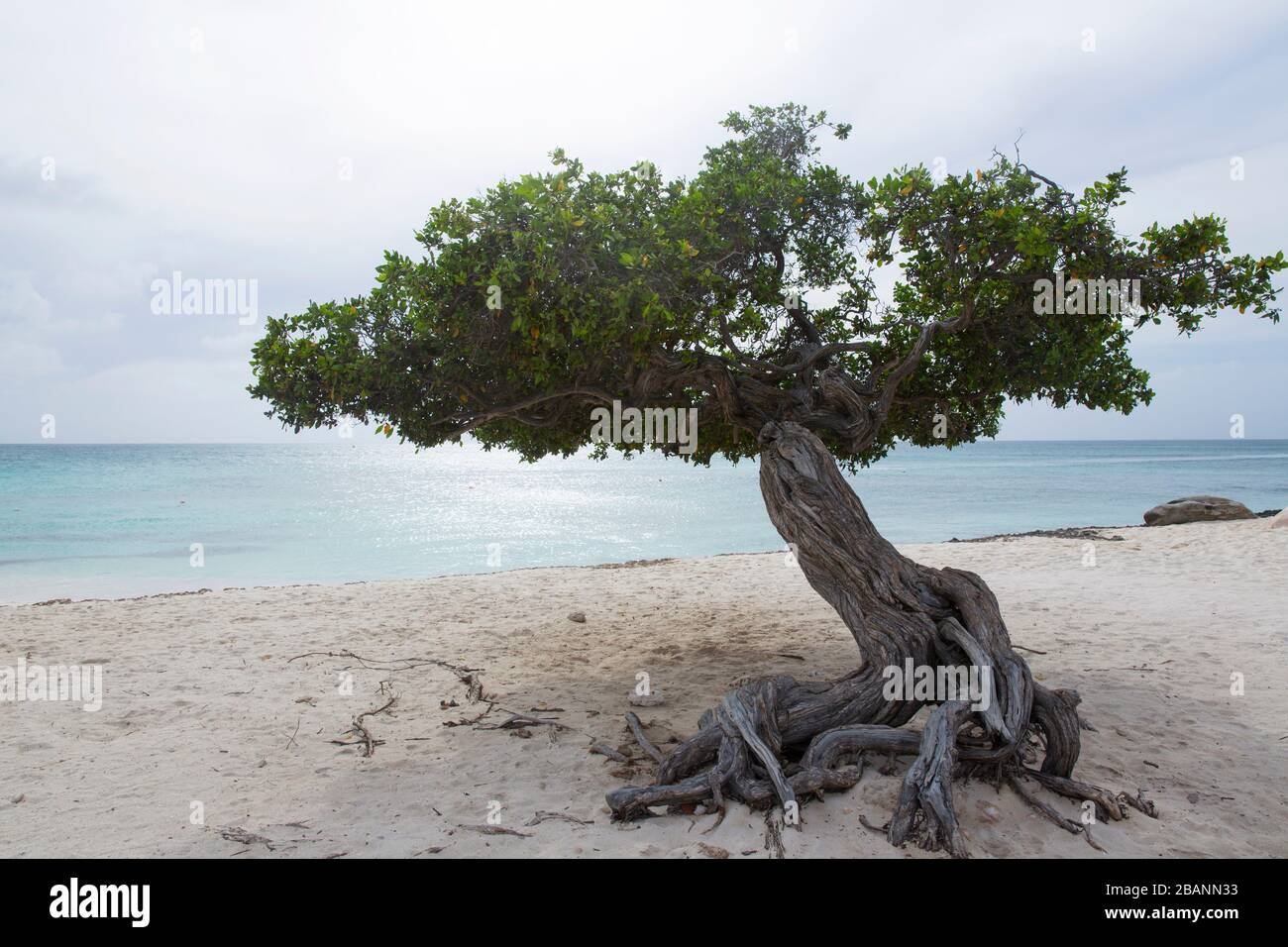 Divi Divi Tree on Eagle Beach in Aruba Stock Photo - Alamy
