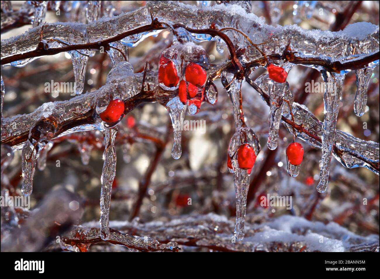 Frozen red berries after freezing rainstorm, Eastern Ontario, Canada ...