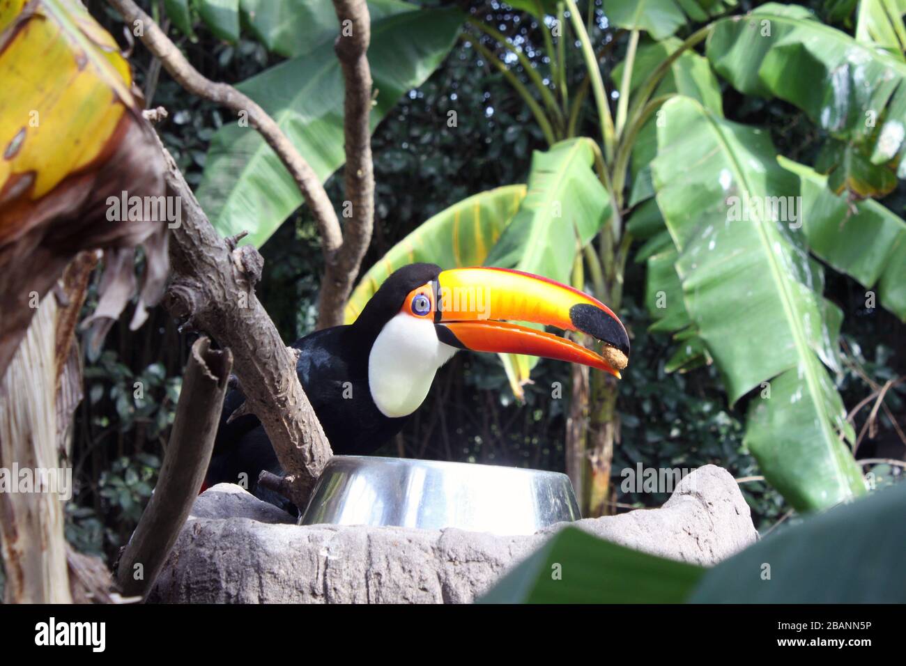 Tucan travel hi-res stock photography and images - Alamy