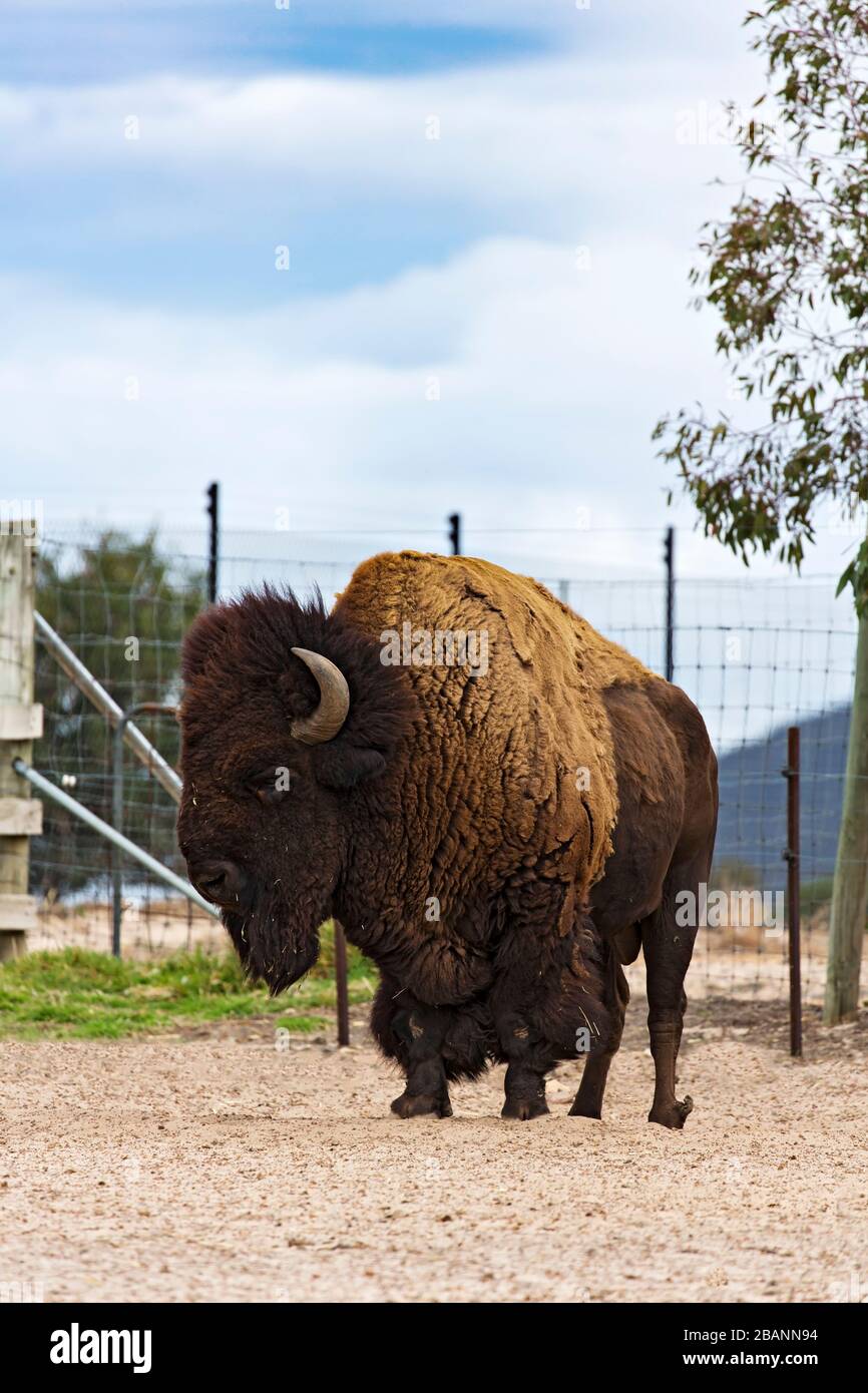 Mammals / American Bison in Halls Gap Zoo, Victoria Australia Stock ...