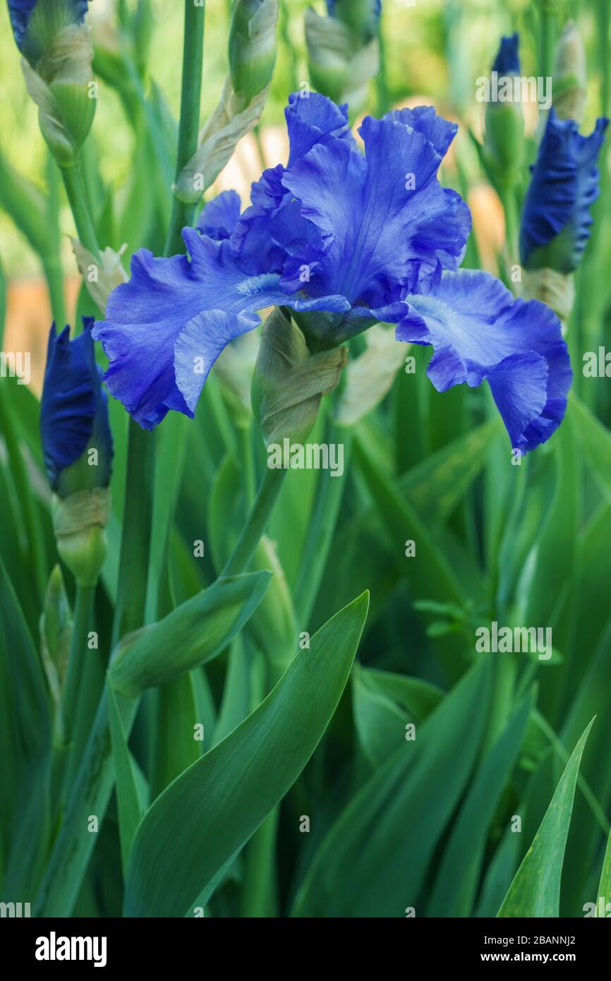 Bright blue spring iris flowers side view Stock Photo - Alamy