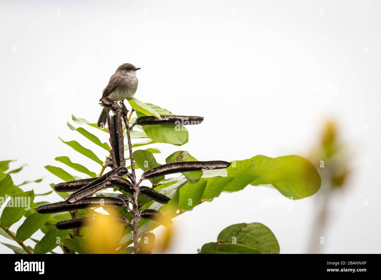 A swamp flycatcher in Entebbe botanical gardens, Uganda Stock Photo - Alamy