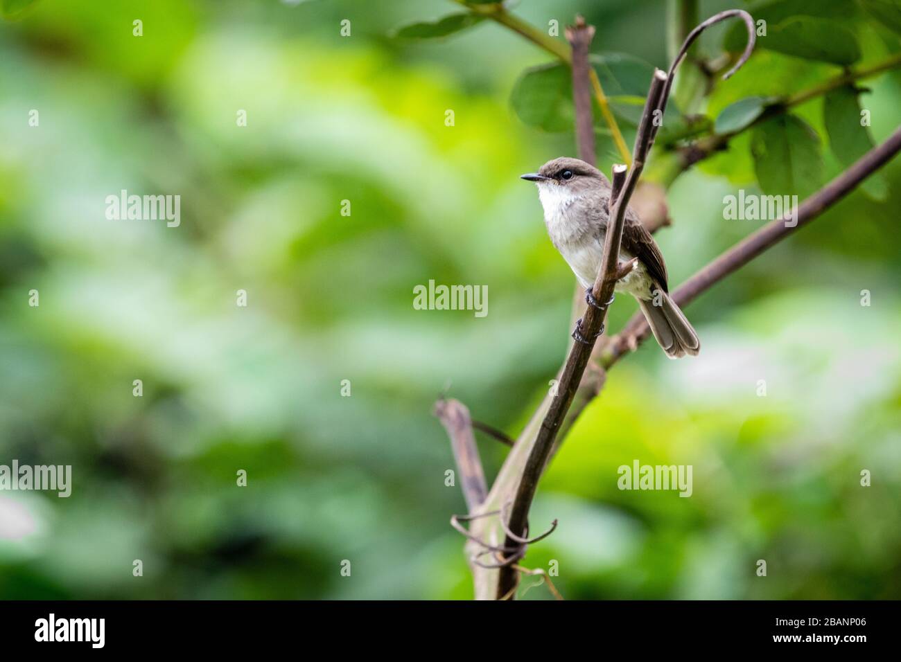 A swamp flycatcher in Entebbe botanical gardens, Uganda Stock Photo - Alamy