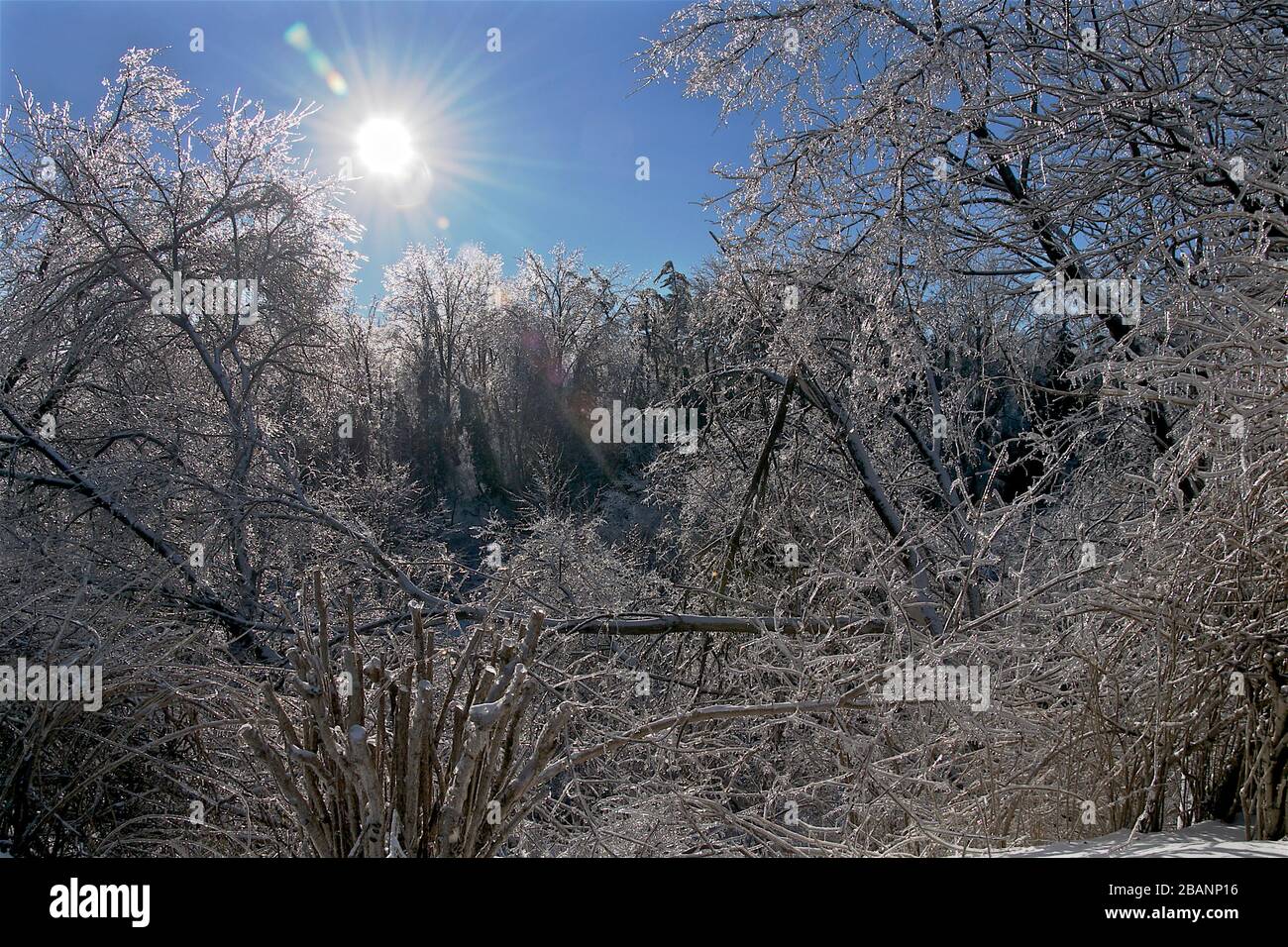 Winter landscape after a freezing rain storm, severe weather Stock ...