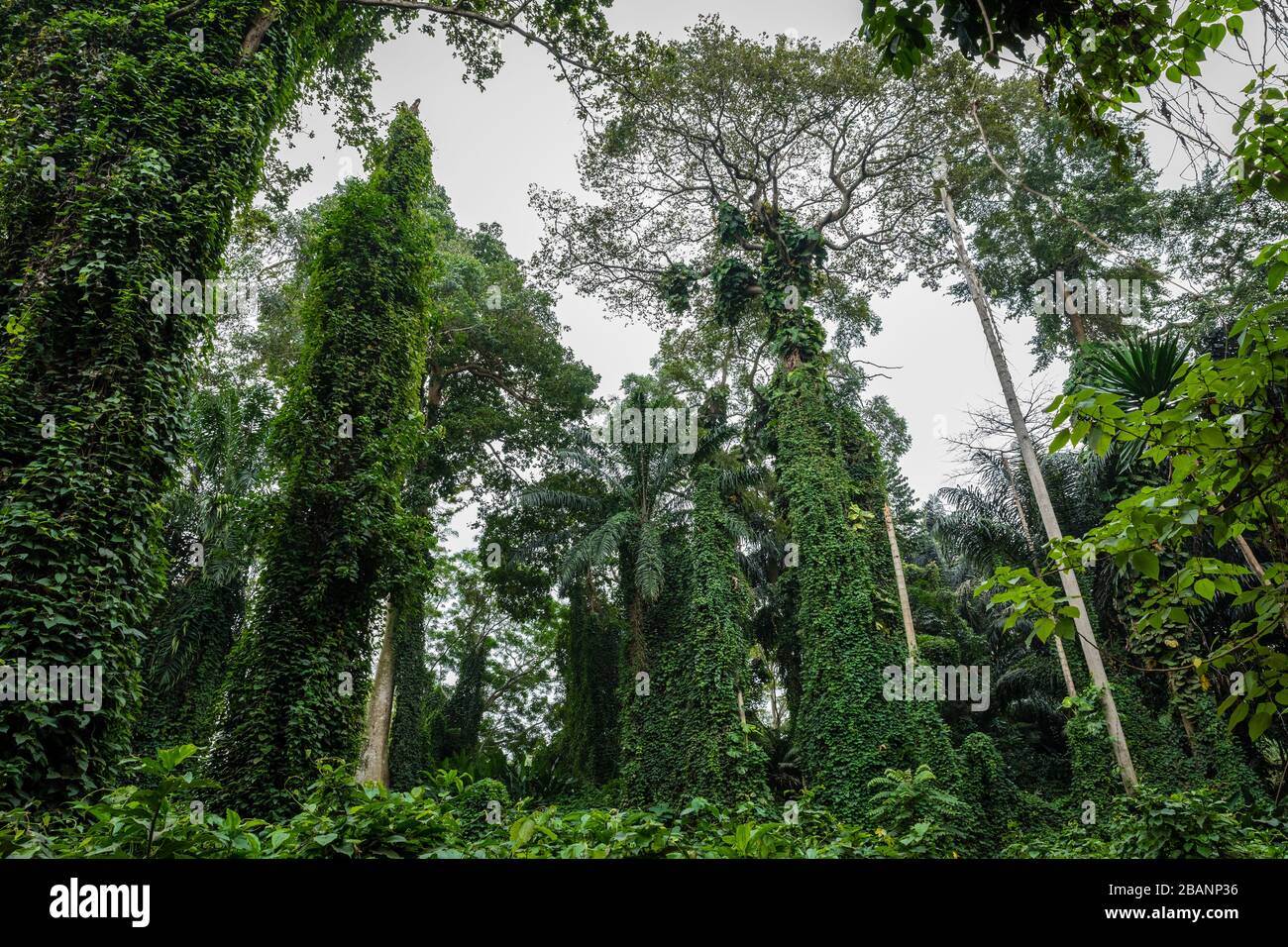 Entebbe Botanical Gardens, Uganda Stock Photo - Alamy
