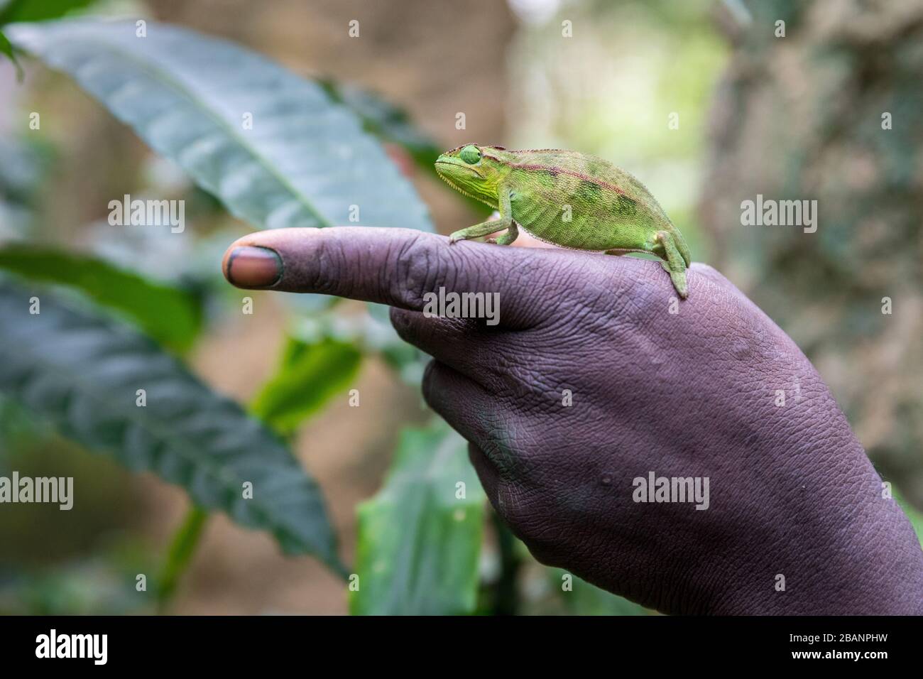 A side striped chameleon (Trioceros bitaeniatus) perches on a hand ...