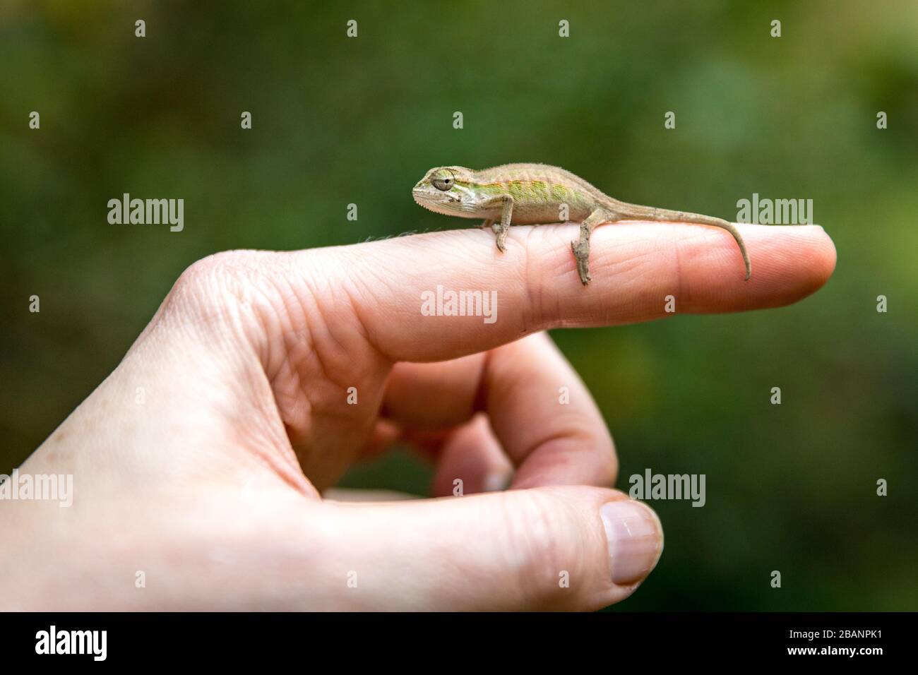 A pygymy chameleon perches on a hand,Uganda Reptiles Village, Entebbe ...