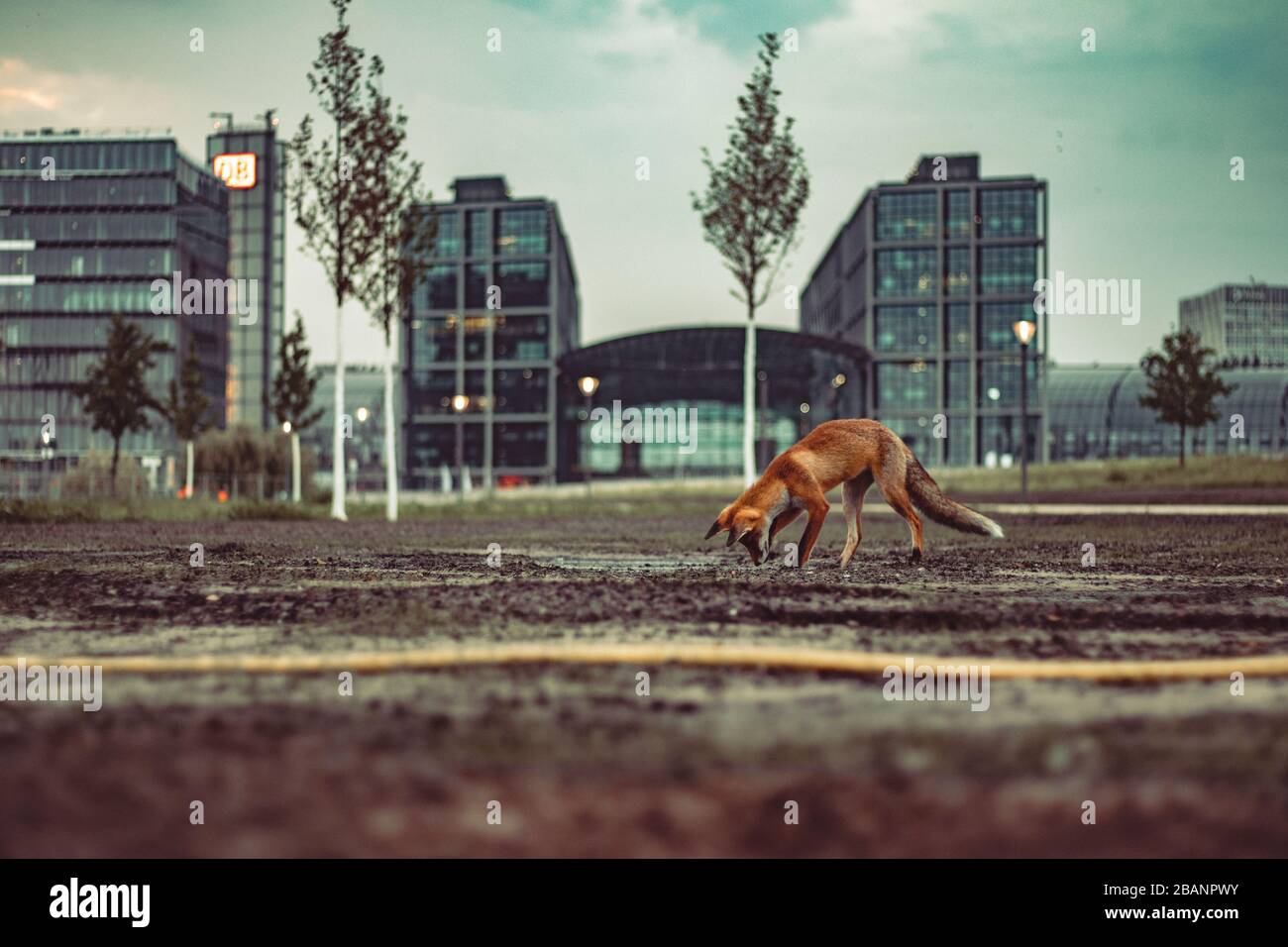 fox in the city Stock Photo - Alamy