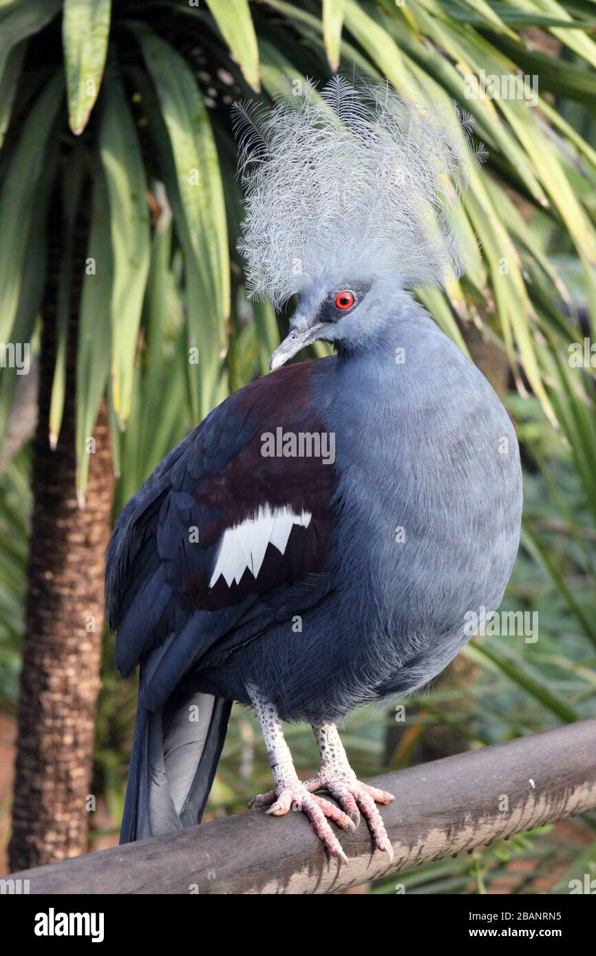 Victoria Crowned Pigeon Stock Photo - Alamy