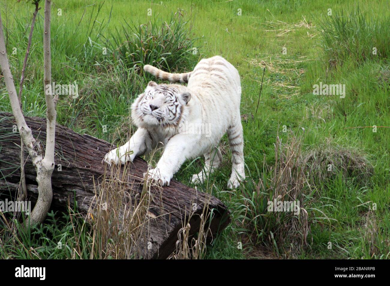 Bengal tiger in Biopark Temaiken, Buenos Aires, Argentina Stock Photo ...