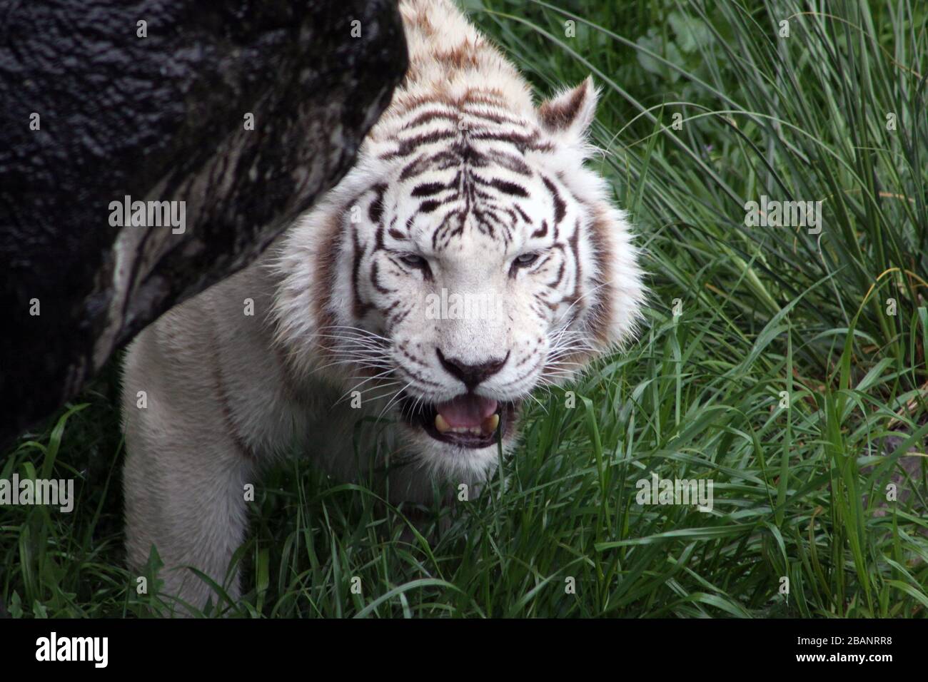 Temaiken biopark, buenos aires hi-res stock photography and images - Alamy