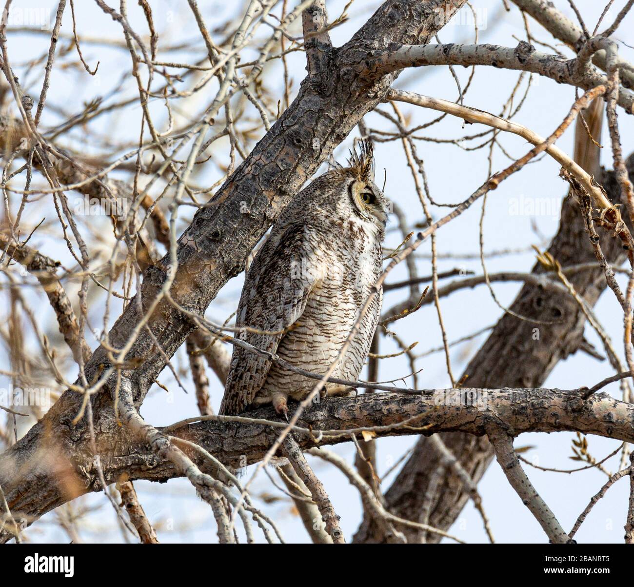 Male and female great horned owl hi-res stock photography and images ...