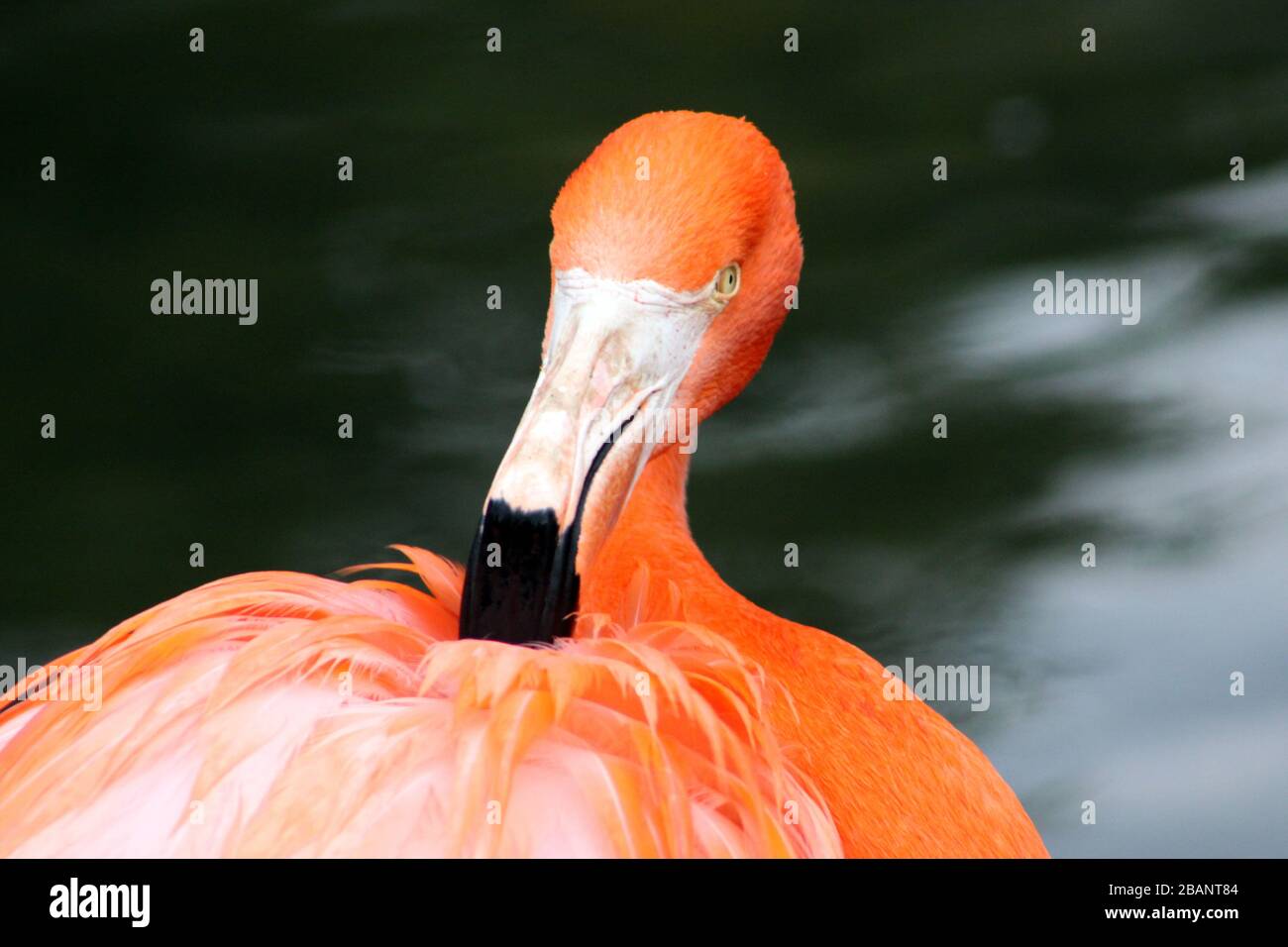 Caribbean flamingo at Temaiken Biopark Stock Photo - Alamy