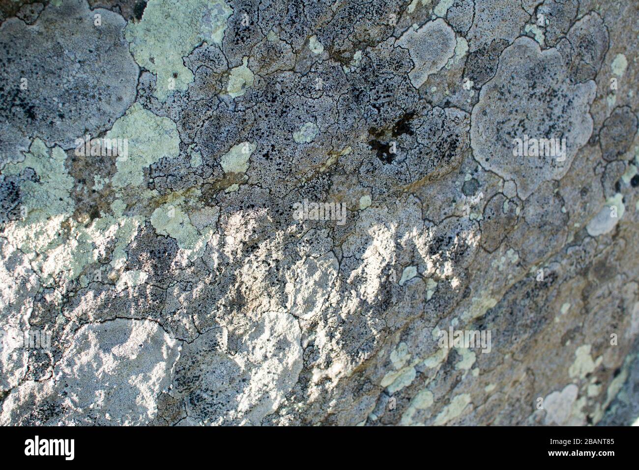 Lichen on an ancient standing stone at Avebury Henge, Wiltshire Stock ...