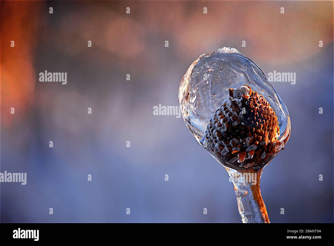 White icicle flower hi-res stock photography and images - Alamy
