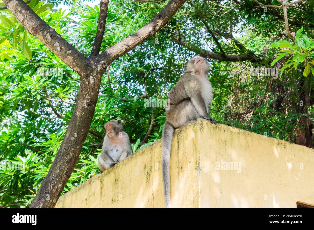 two monkeys sit resting from tourists Stock Photo - Alamy