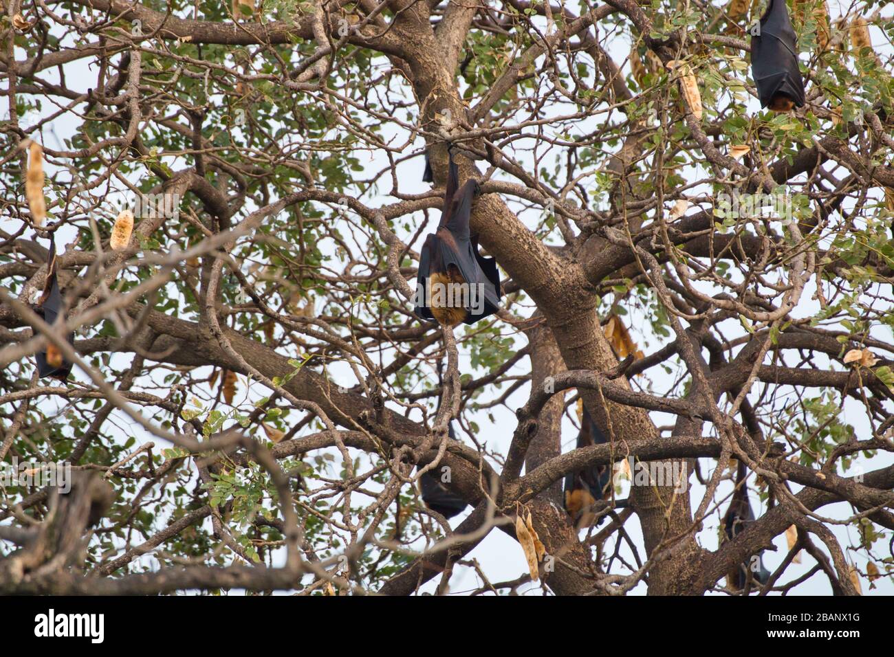 Low angle closeup shot of bats hanging from tree branches under a clear ...