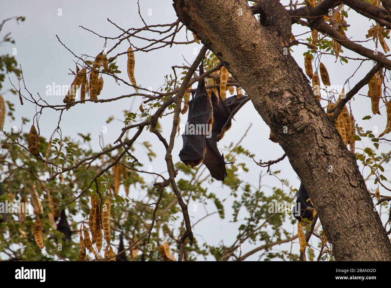 Low angle closeup shot of bats hanging from tree branches under a clear ...