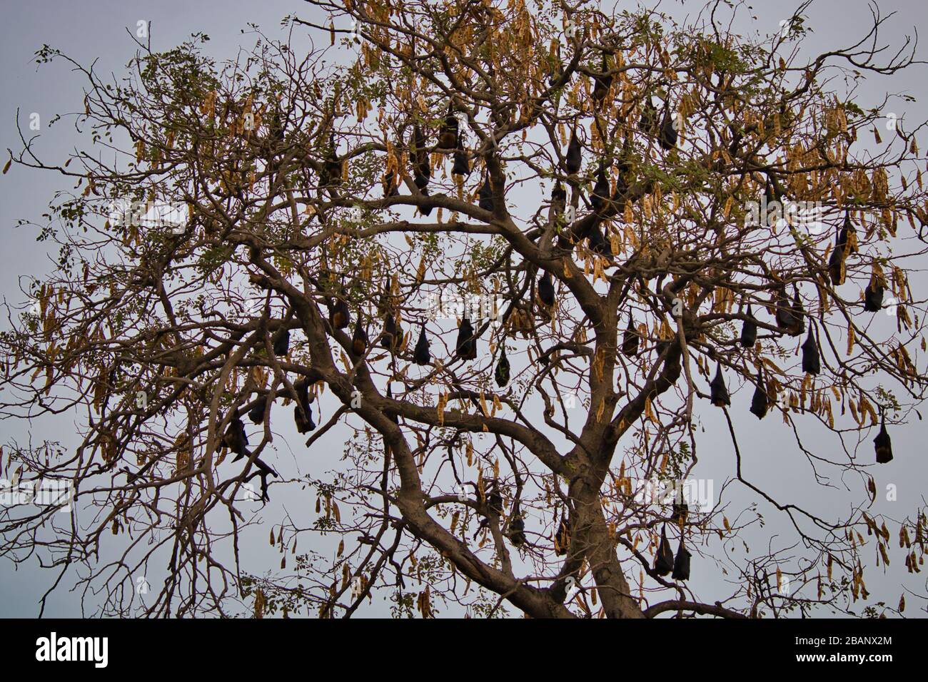 Low angle closeup shot of bats hanging from tree branches under a clear ...