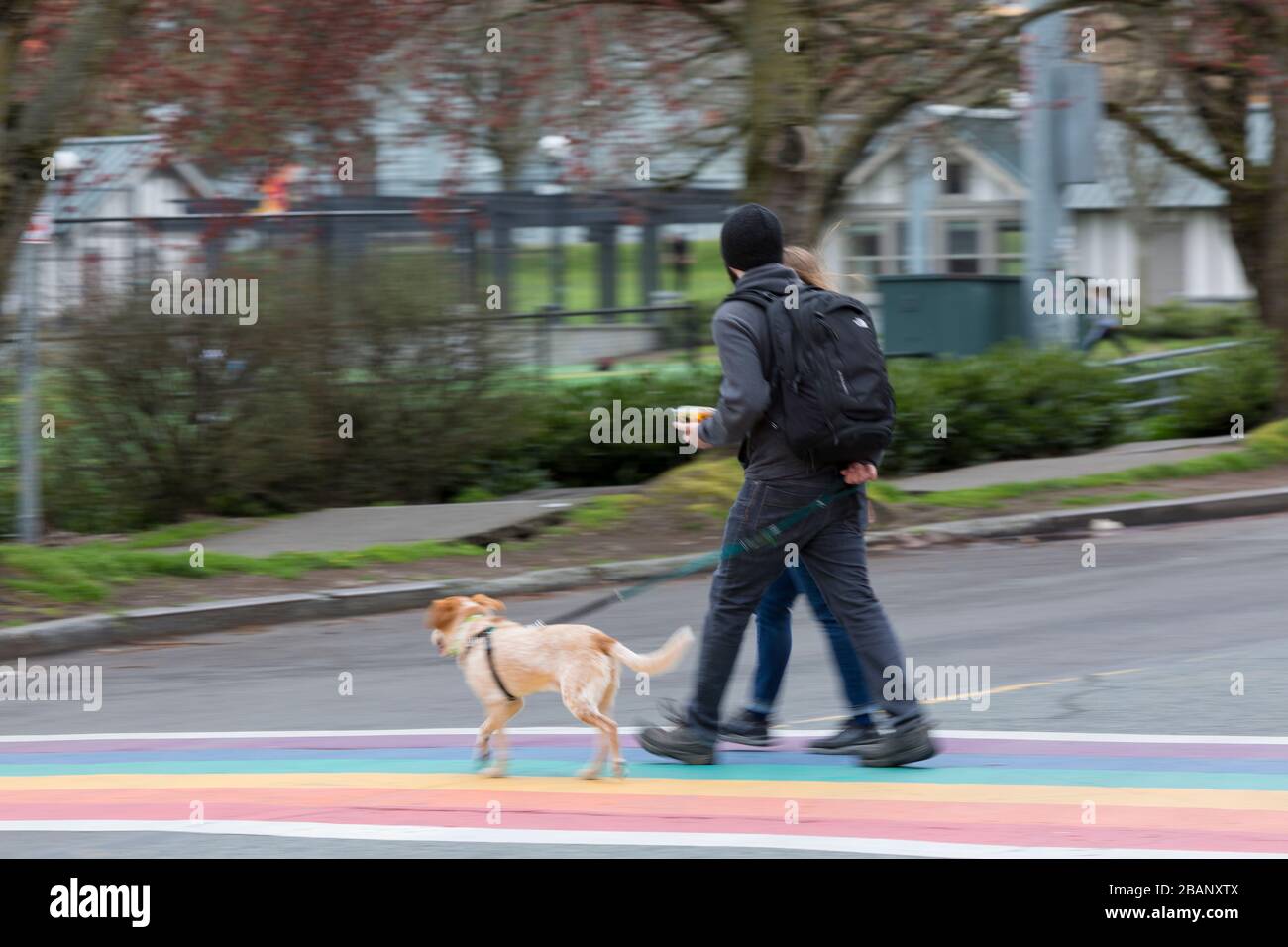 Family walking dog in neighborhood hi-res stock photography and images ...
