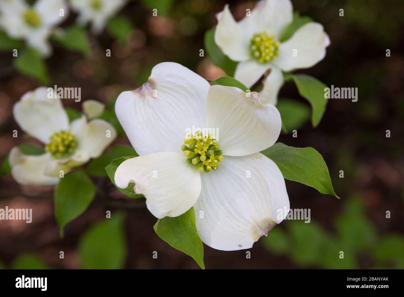 Dogwood tree hi-res stock photography and images - Alamy