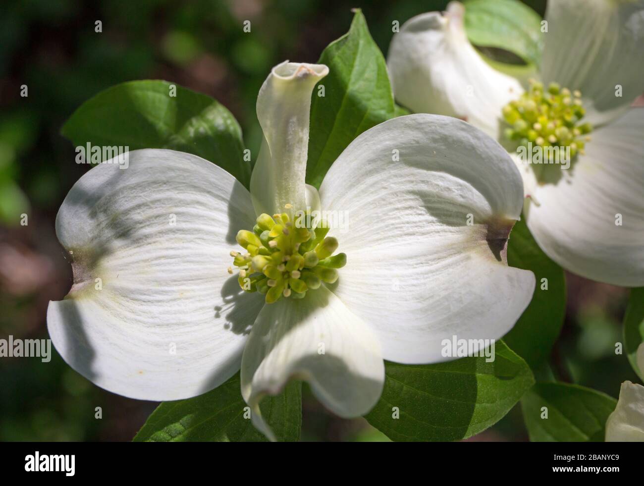 Dogwood tree hi-res stock photography and images - Alamy