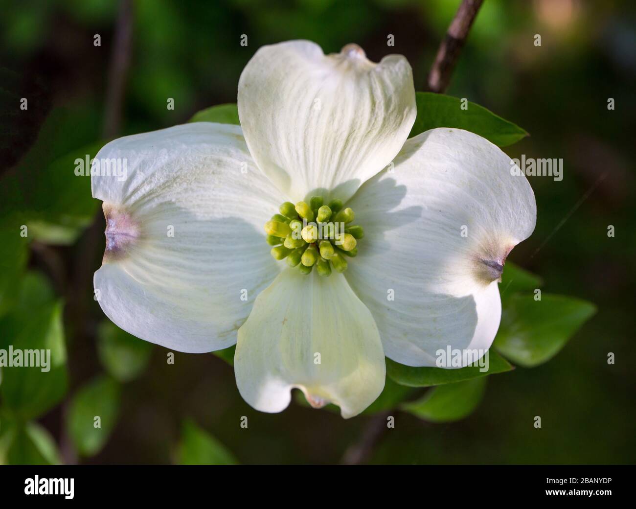 Dogwood tree hi-res stock photography and images - Alamy