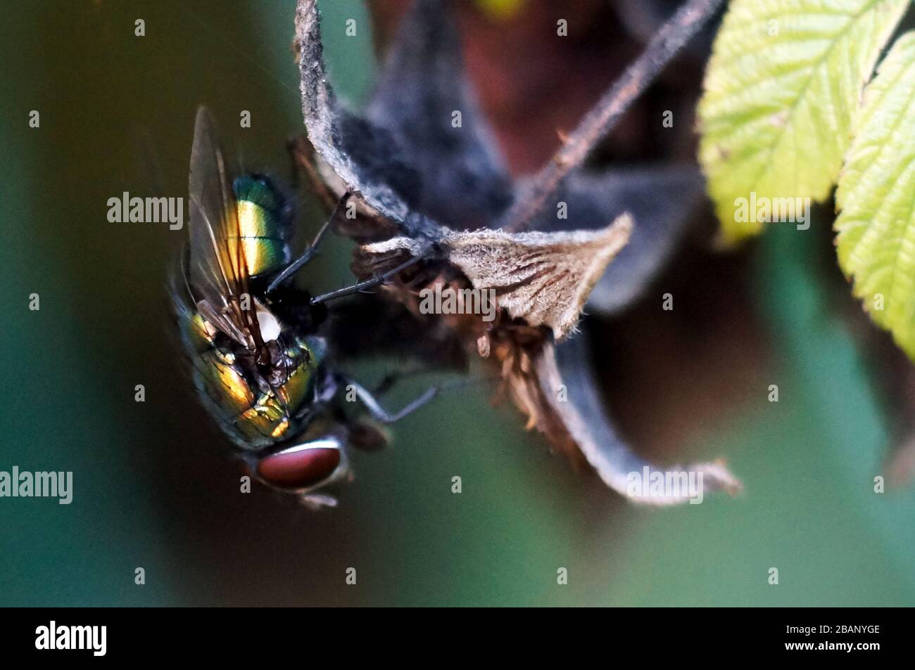 sitting golden fly - green shiny fly - Lucilia sericata Stock Photo - Alamy