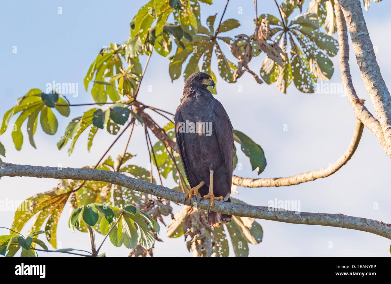 Great Black Hawk in a Pantanal Tree in Pantanal National Park in Brazil ...