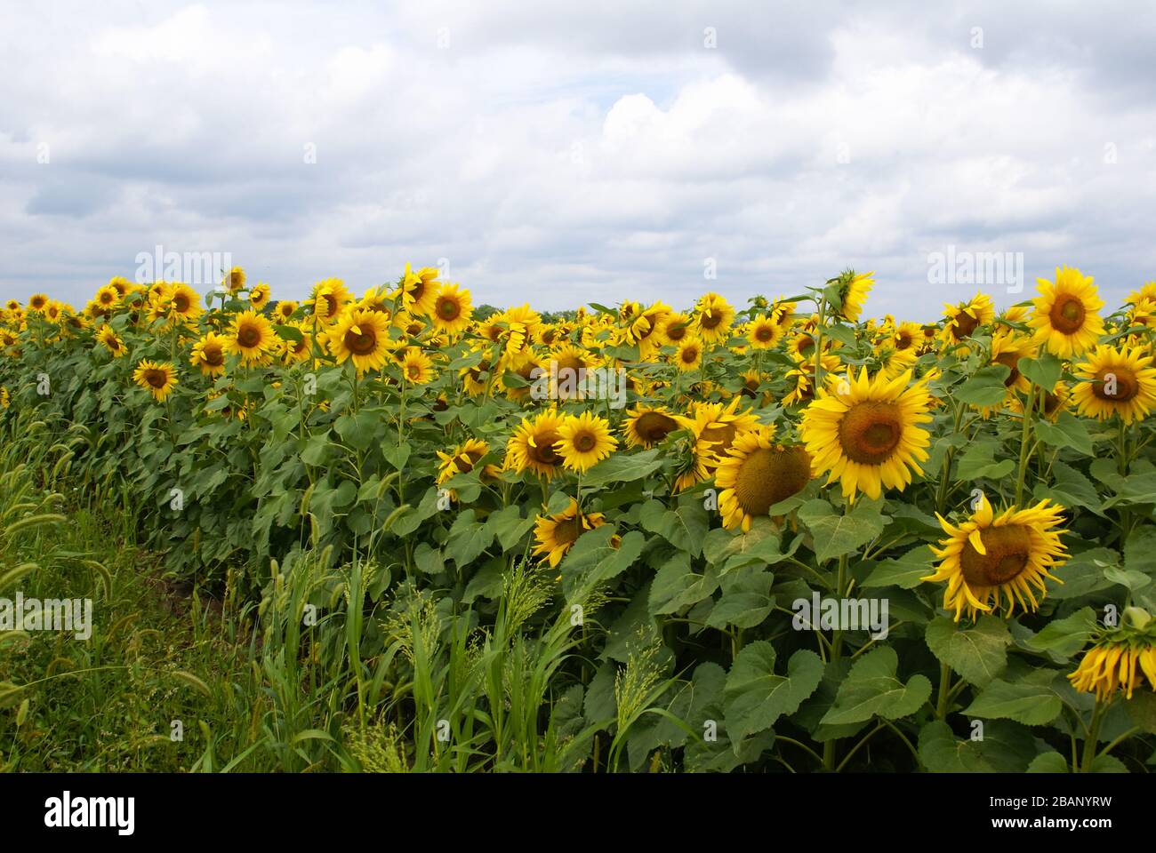 Blooming field of yellow sunflowers underneath a sunny blue sky full of ...